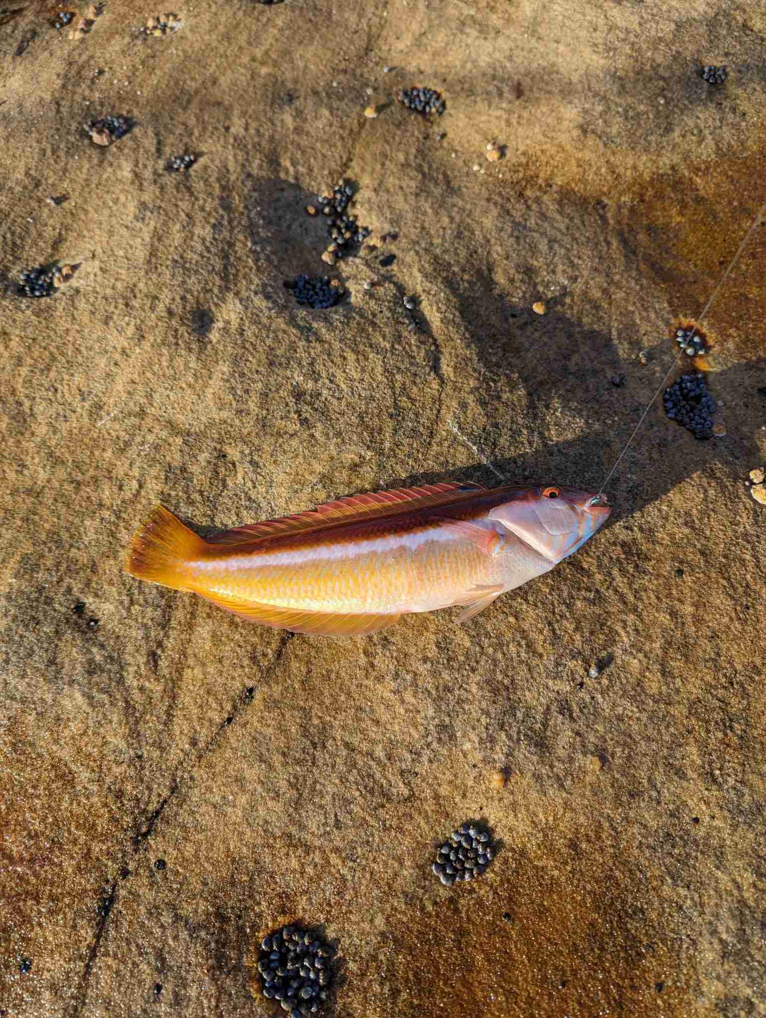 Art of Micro Fishing - Ultimate Micro Fishing Tackle Store. - The Art ...