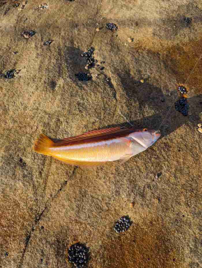 Art of Micro Fishing - Ultimate Micro Fishing Tackle Store. - The Art ...